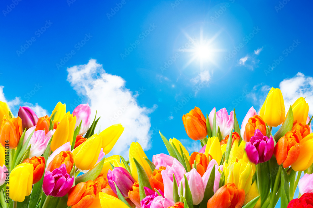 Frühlingswiese Stock Foto Adobe Stock