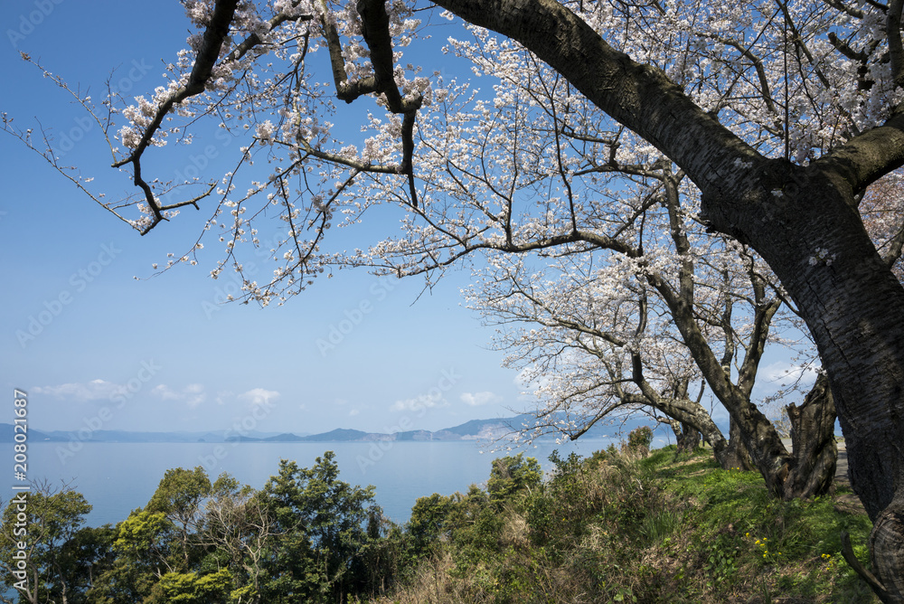 湯の児チェリーラインのソメイヨシノの桜並木 Stock Foto Adobe Stock