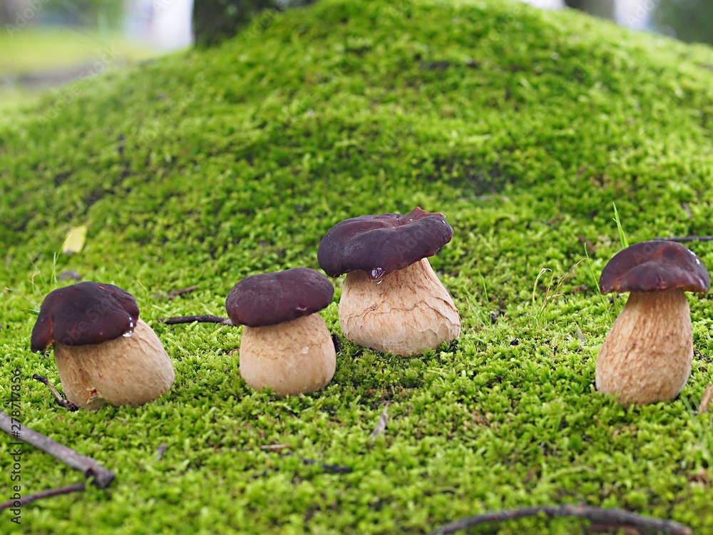 ヤマドリタケモドキの幼菌 Stock Foto Adobe Stock