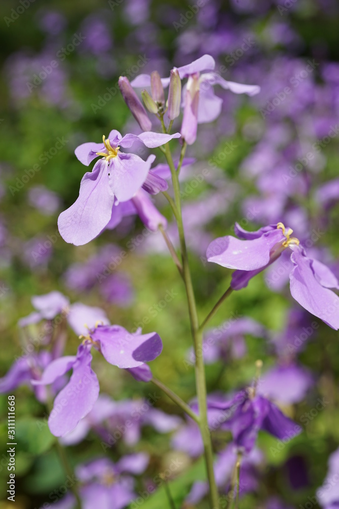 オオアラセイトウ 大紫羅欄花 花 花びら 紫 屋外 マクロ Stock Foto Adobe Stock