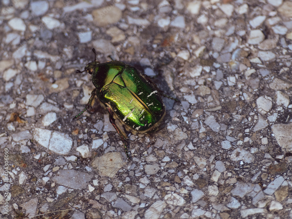 Cetonia aurata Cétoine dorée ou hanneton des roses de couleur vert métallisé avec des reflets