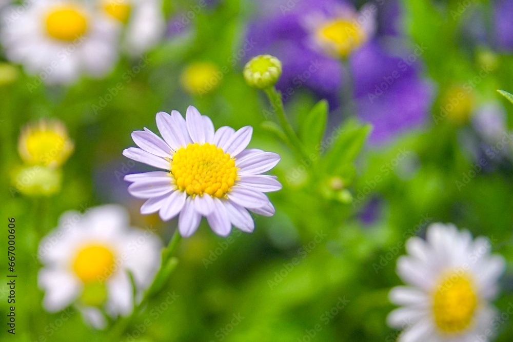 Close Up Of Daisy Flower Chamomile In The Meadow Dox Eye Common