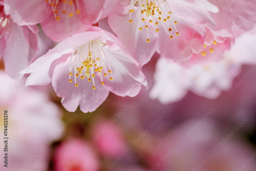 春の日差しを受けて綺麗に咲いた河津桜 Stock Photo Adobe Stock
