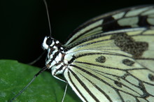 Philippine Bug Free Stock Photo - Public Domain Pictures