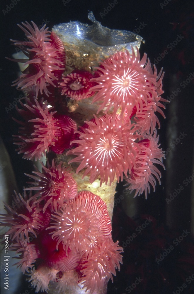 brooding anemones Stock Photo | Adobe Stock