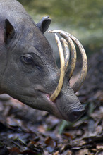 Babirusa Free Stock Photo - Public Domain Pictures