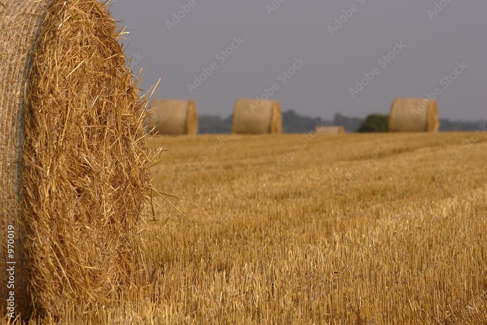 glaner dans les champs Stock Photo | Adobe Stock