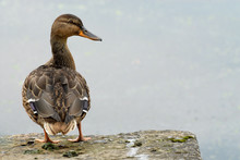 Reflex Duck Free Stock Photo - Public Domain Pictures