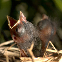 Dad Feeding Baby Cardinal Free Stock Photo - Public Domain Pictures