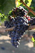 Bunch Of Ripening Pink Grapes Free Stock Photo - Public Domain Pictures