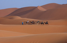 Camel Train Desert Sunset Free Stock Photo - Public Domain Pictures