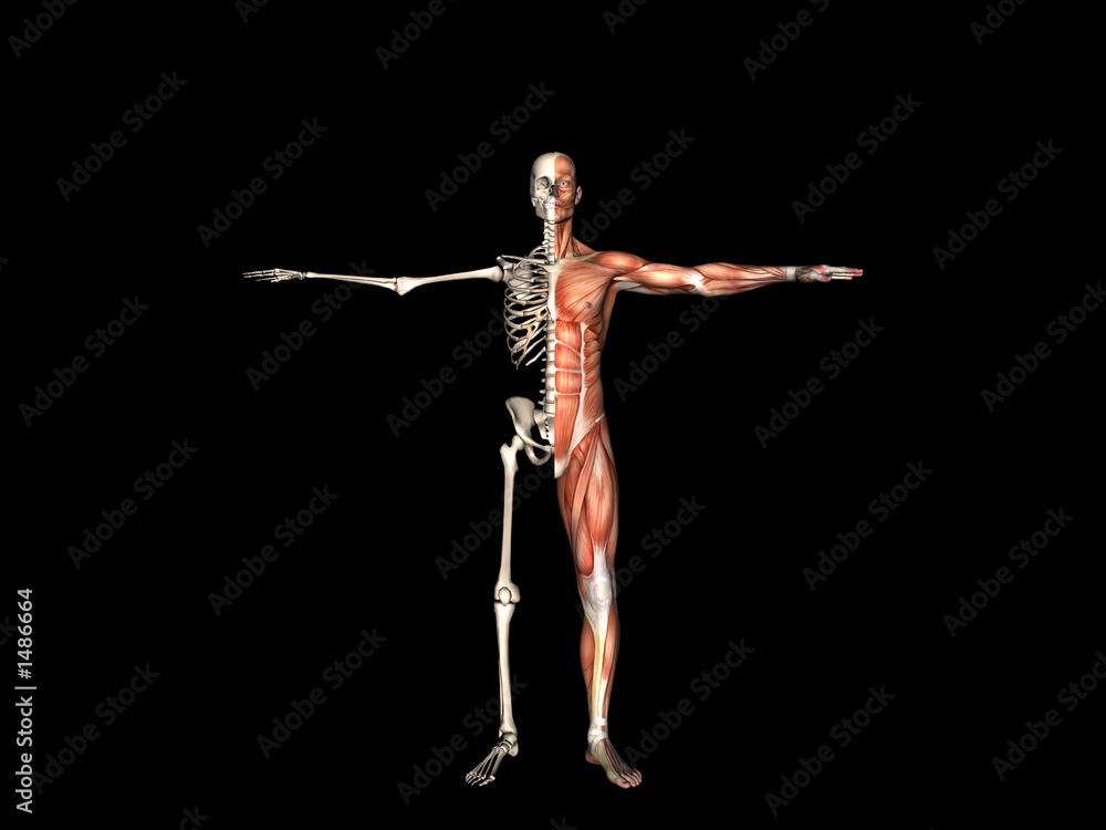 anatomy of the man. Stock Photo | Adobe Stock