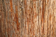 Cedar Bark Free Stock Photo - Public Domain Pictures