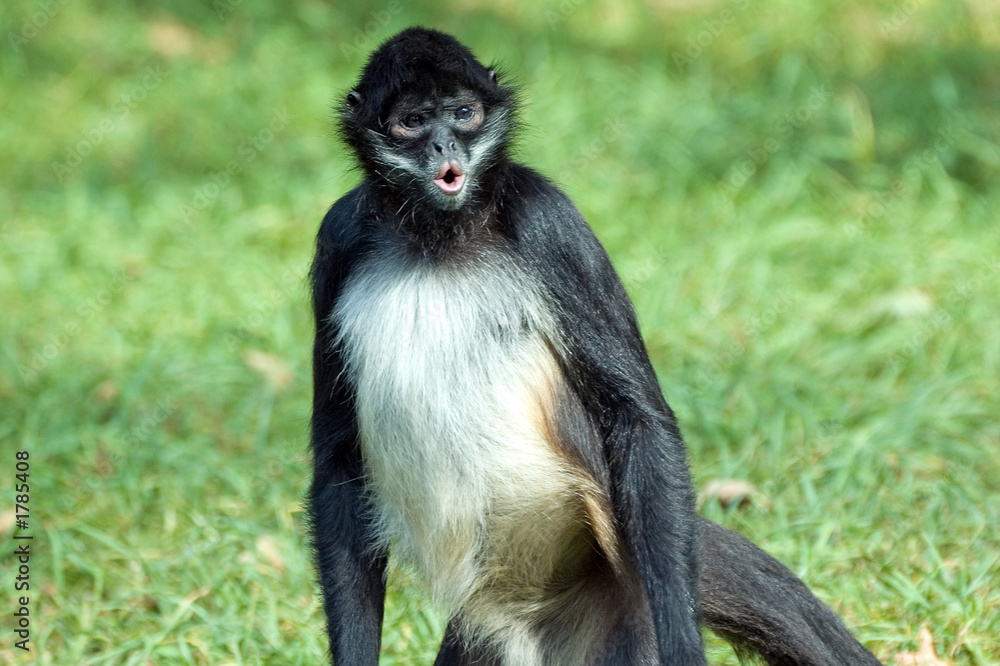 spider monkey Stock Photo | Adobe Stock
