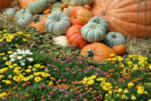 Fall Harvest Display Free Stock Photo - Public Domain Pictures