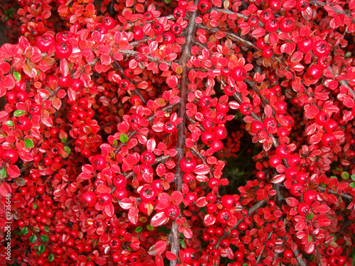 arbuste a boule rouge Photo Stock | Adobe Stock