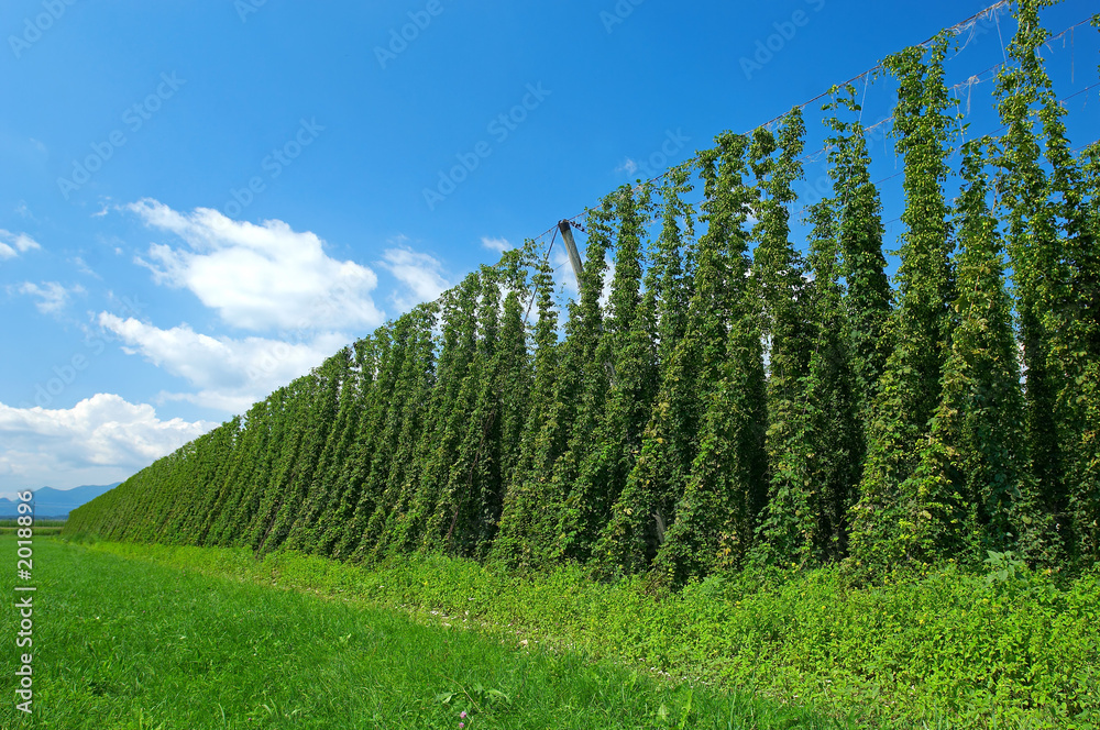 hop plantation Stock Photo | Adobe Stock