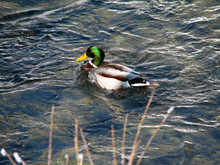 Barbarian Duck, Bird Free Stock Photo - Public Domain Pictures