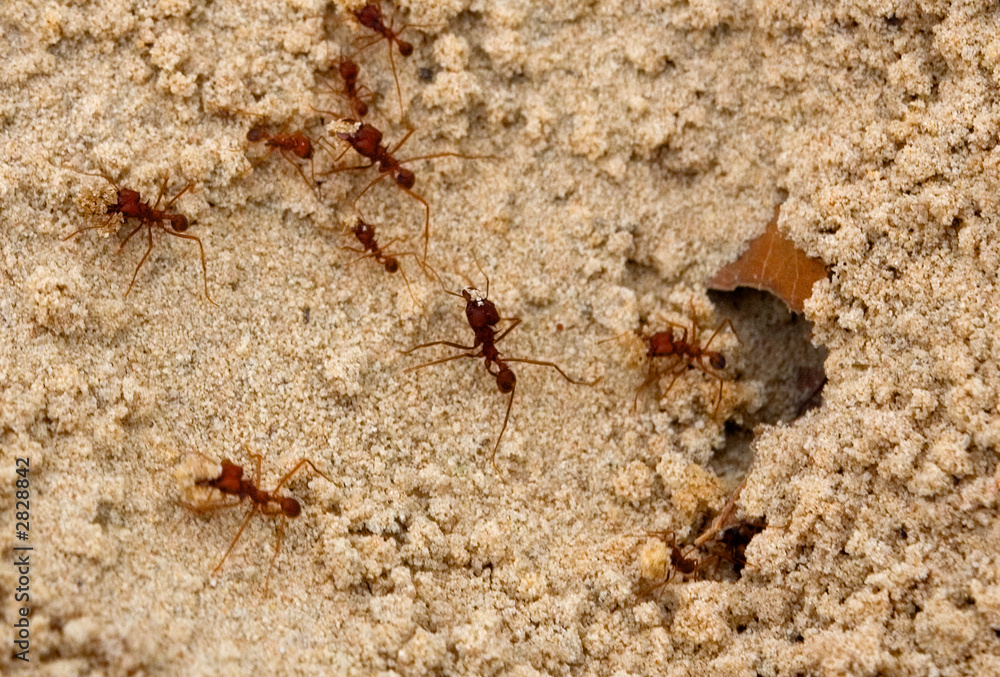 fire ants hard at work building their hole in the soft ground Stock ...