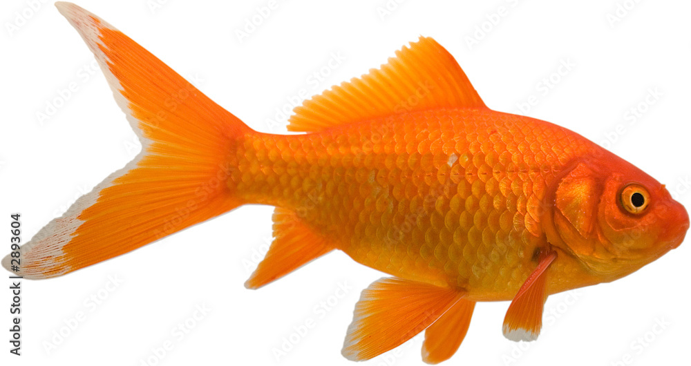 Bright gold colored goldfish isolated on a white background. Stock ...