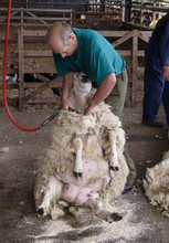 Sheep Shearing Free Stock Photo - Public Domain Pictures