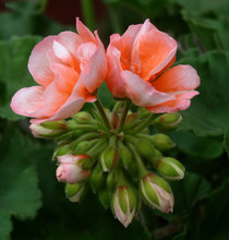 Coral Colored Geranium Flower Free Stock Photo - Public Domain Pictures
