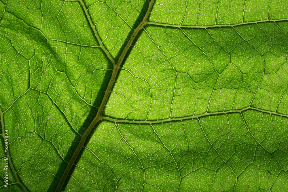 close-up photo of a green leaf Stock Photo | Adobe Stock