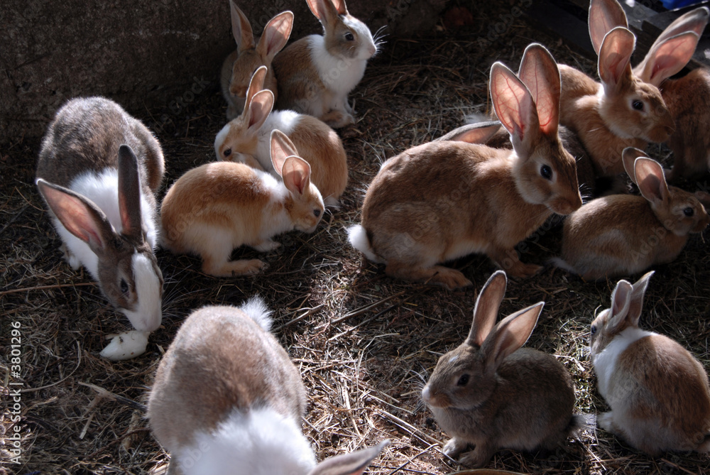 lots of big and small rabbits in the cage Stock Photo | Adobe Stock