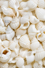 Seashell Collection Close-up Free Stock Photo - Public Domain Pictures