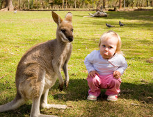 Crouching Kangaroo Free Stock Photo - Public Domain Pictures