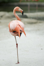 Greater Flamingo Standing Free Stock Photo - Public Domain Pictures
