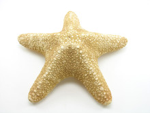Tan Colored Starfish Free Stock Photo - Public Domain Pictures