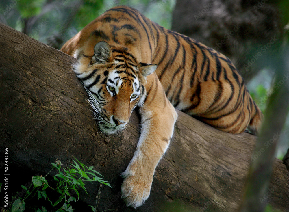 Tiger on tree Stock Photo | Adobe Stock