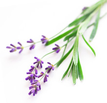Sprigs Of Lavender Free Stock Photo - Public Domain Pictures