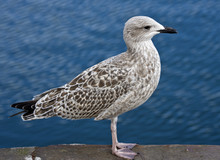 Seabird, Young Herring Gull Free Stock Photo - Public Domain Pictures