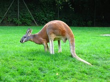 Crouching Kangaroo Free Stock Photo - Public Domain Pictures