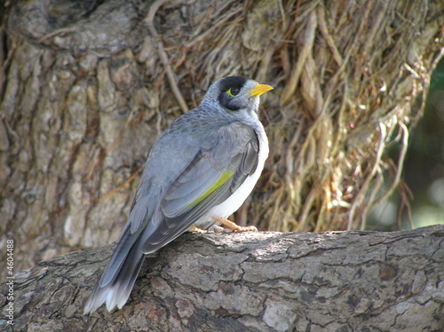 Mina Bird - Buy this stock photo and explore similar images at Adobe ...