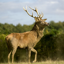 Hart Deer Free Stock Photo - Public Domain Pictures