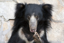 Nose Of Sloth Bear Free Stock Photo - Public Domain Pictures
