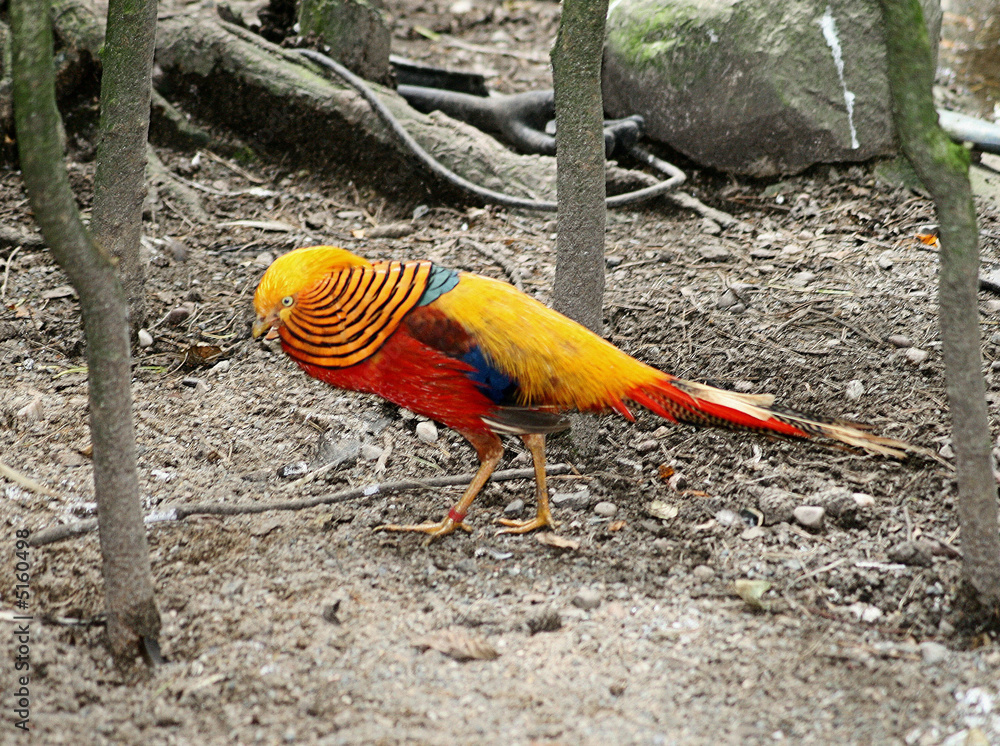 Pharaoh coloured bird Stock Photo | Adobe Stock
