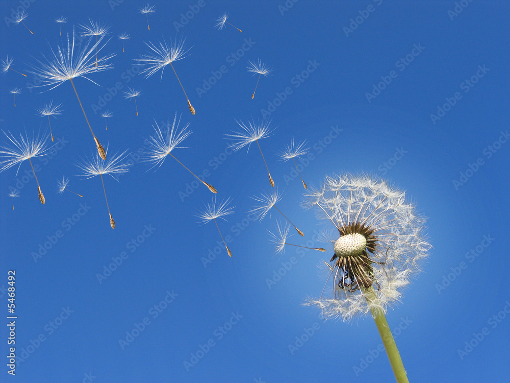 Pusteblume im Wind Stock Photo | Adobe Stock