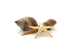 Pointed Sea Shells Free Stock Photo - Public Domain Pictures