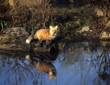 Wet Red Fox Free Stock Photo - Public Domain Pictures