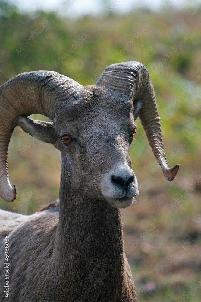 Photo Stock Bighorn sheep ram (Ovis canadensis), National Bison Range ...