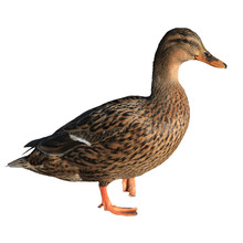 Barbarian Duck, Bird Free Stock Photo - Public Domain Pictures