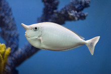 Unicorn Fish Free Stock Photo - Public Domain Pictures