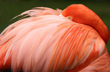 Sleeping Flamingo Free Stock Photo - Public Domain Pictures