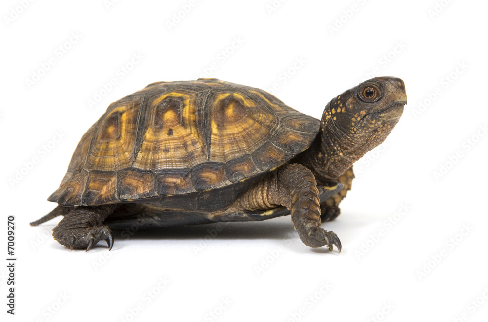 box turtle background