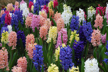 Cream White Hyacinth Free Stock Photo - Public Domain Pictures