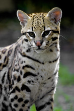 Ocelot Napping In Hollow Log Free Stock Photo - Public Domain Pictures